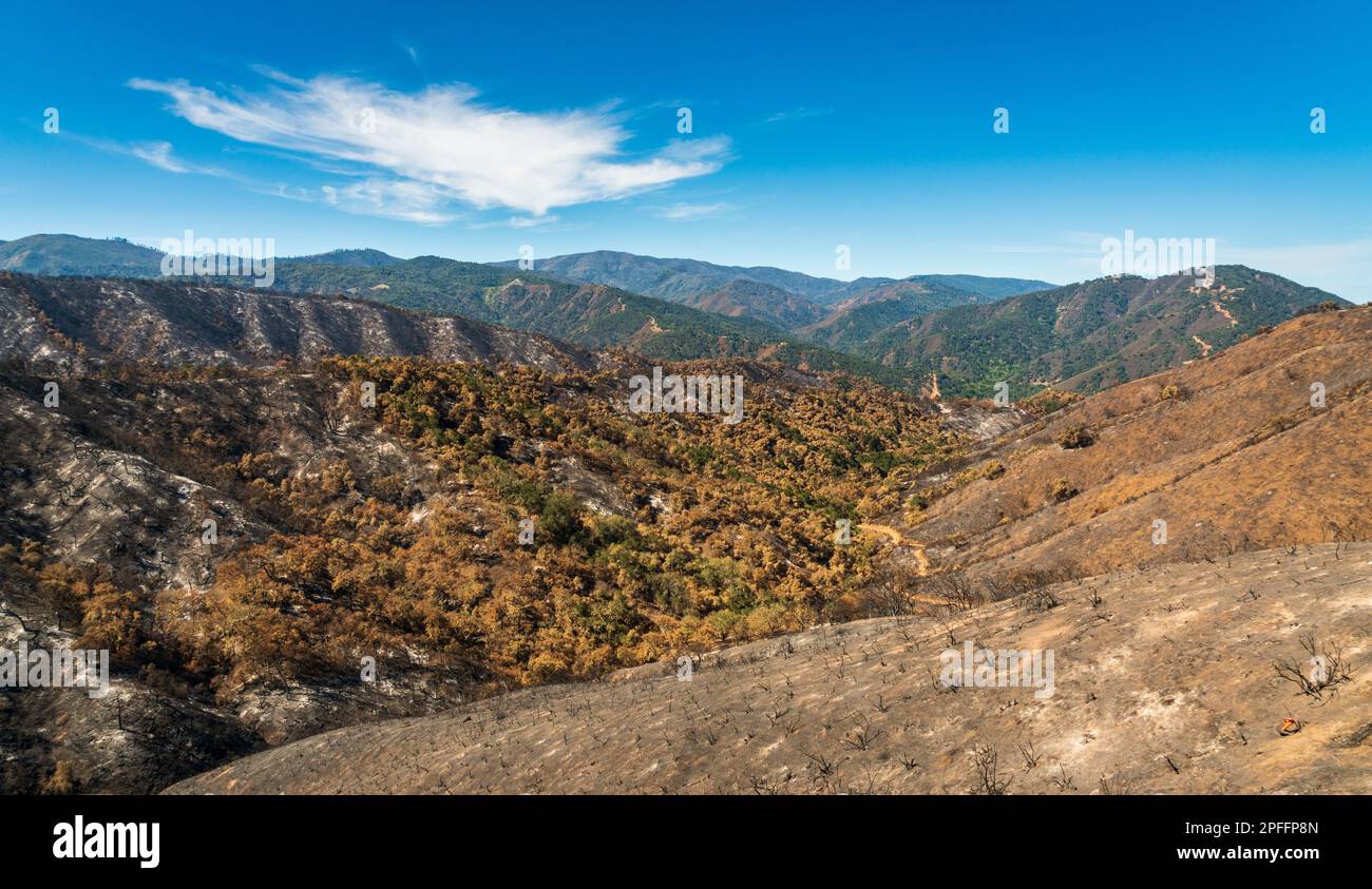 Burnt Remains of Forest Fire at Las Padres National Forest Stock Photo ...