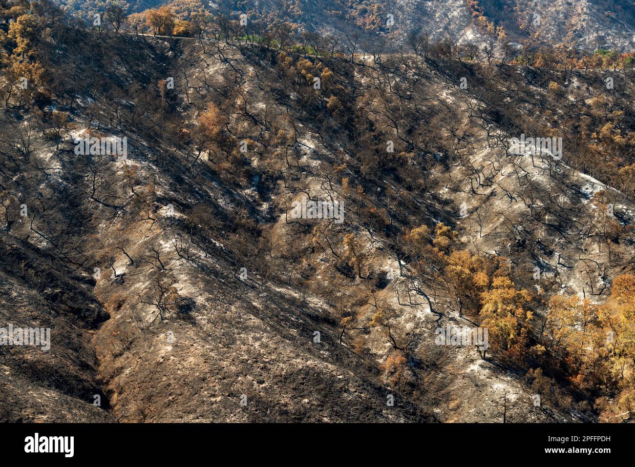 Burnt Remains of Forest Fire at Las Padres National Forest Stock Photo ...