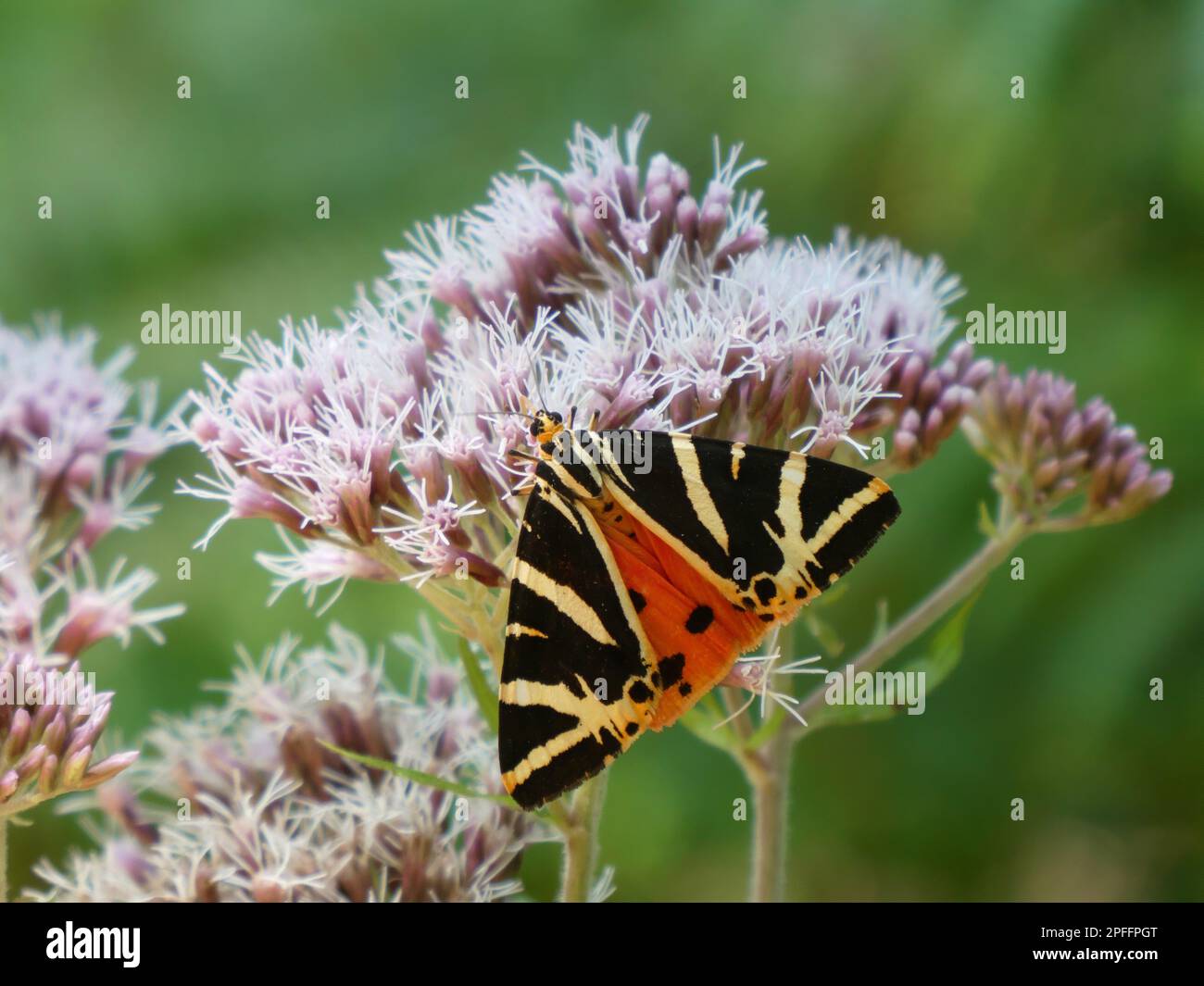 Russischer wald hi-res stock photography and images - Alamy