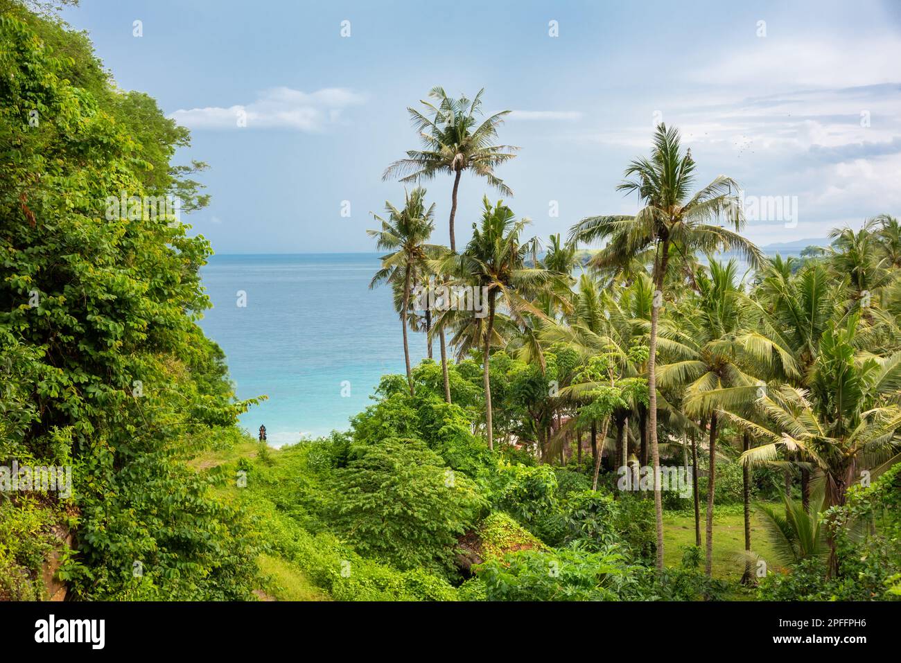 Path to the sea coast among palm trees and lush rainforest Stock Photo ...