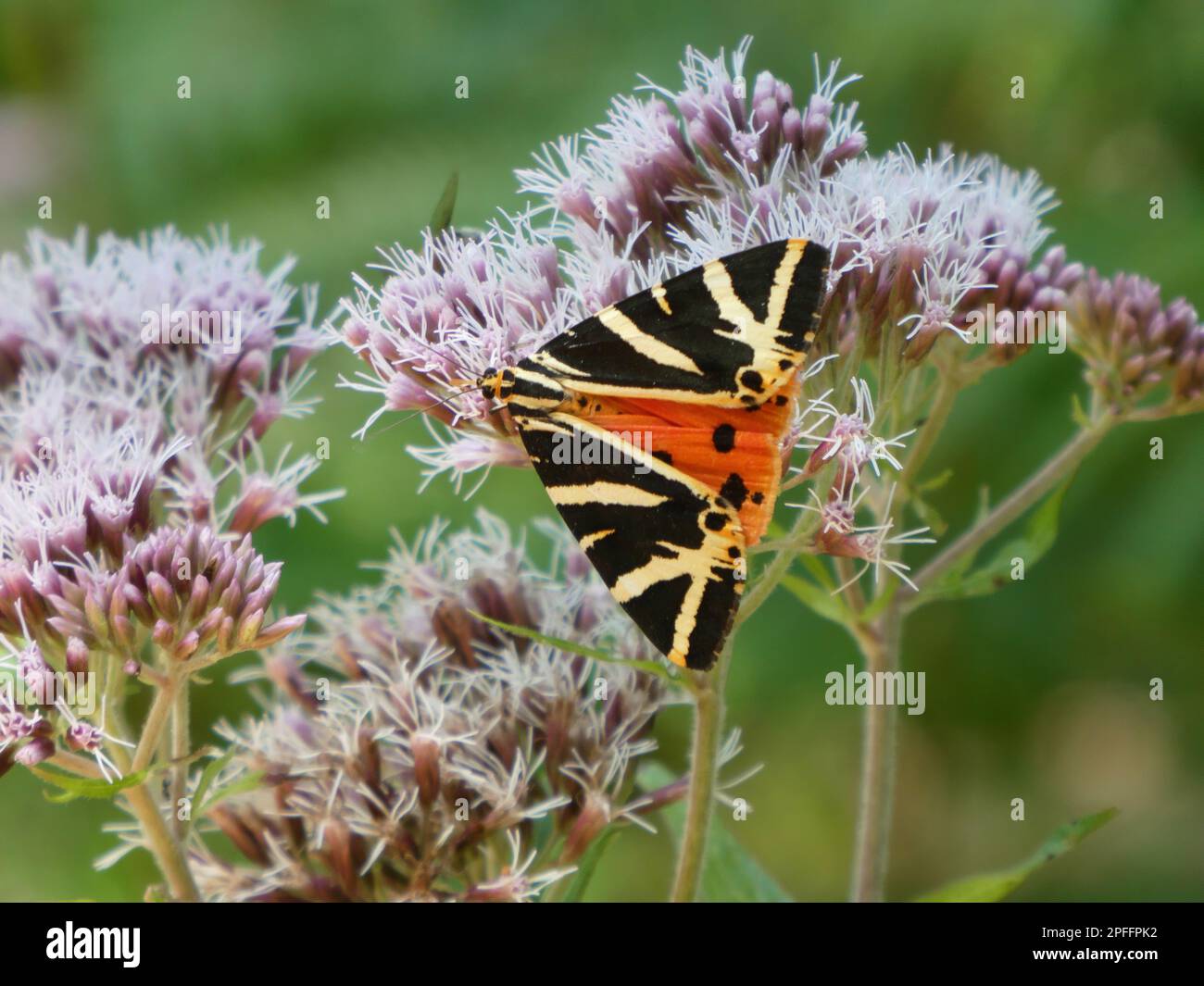 Gewohnlicher tiger falter hi-res stock photography and images - Alamy