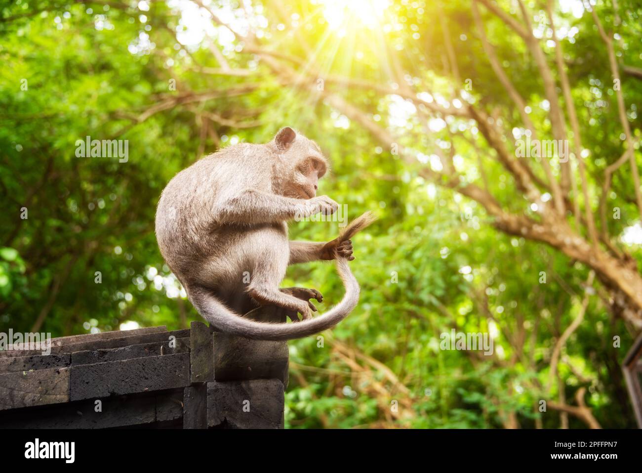 Wild monkey sitting on old hindu temple in rainforest on Bali ...