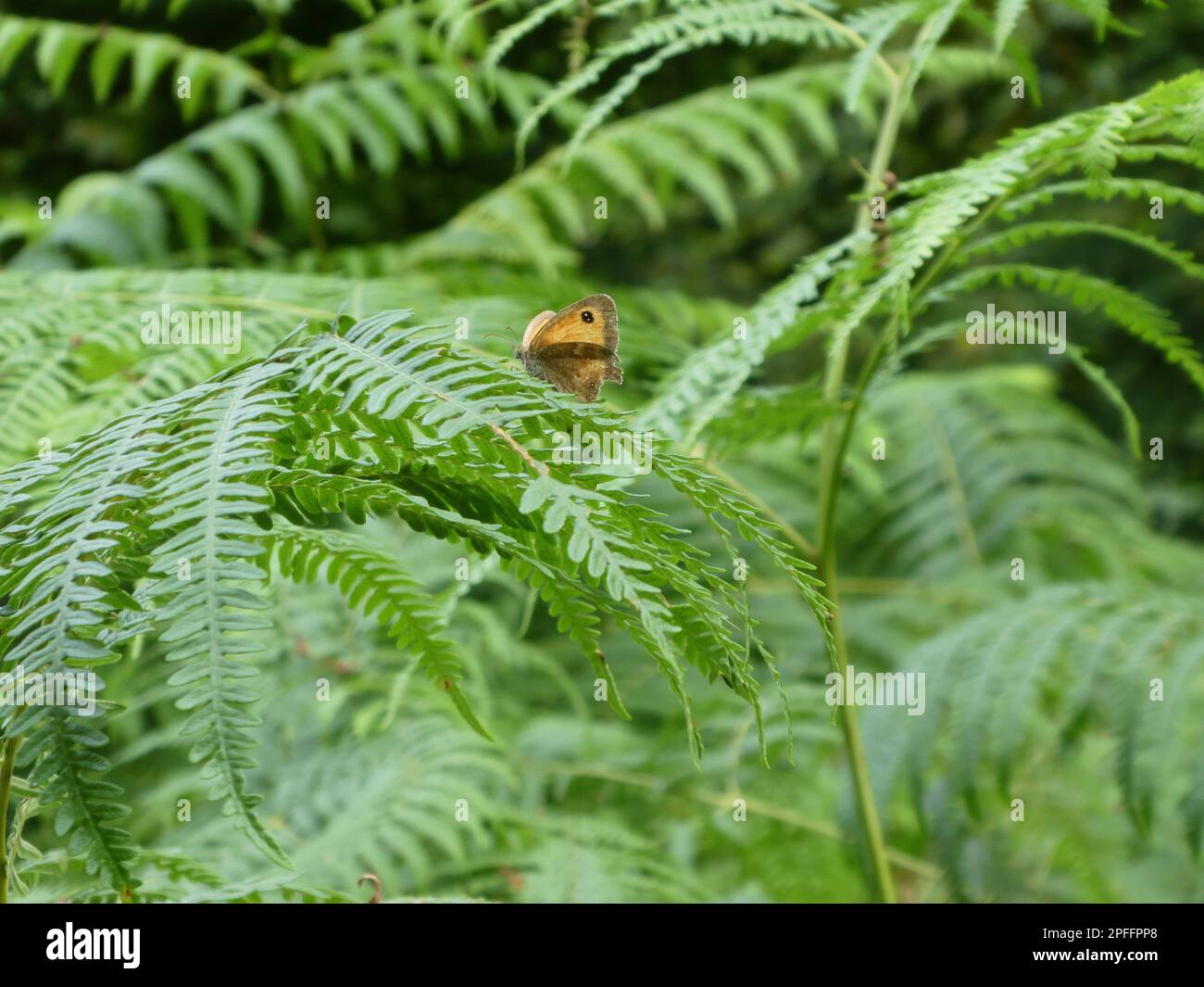 Sitting on hedge hi-res stock photography and images - Alamy