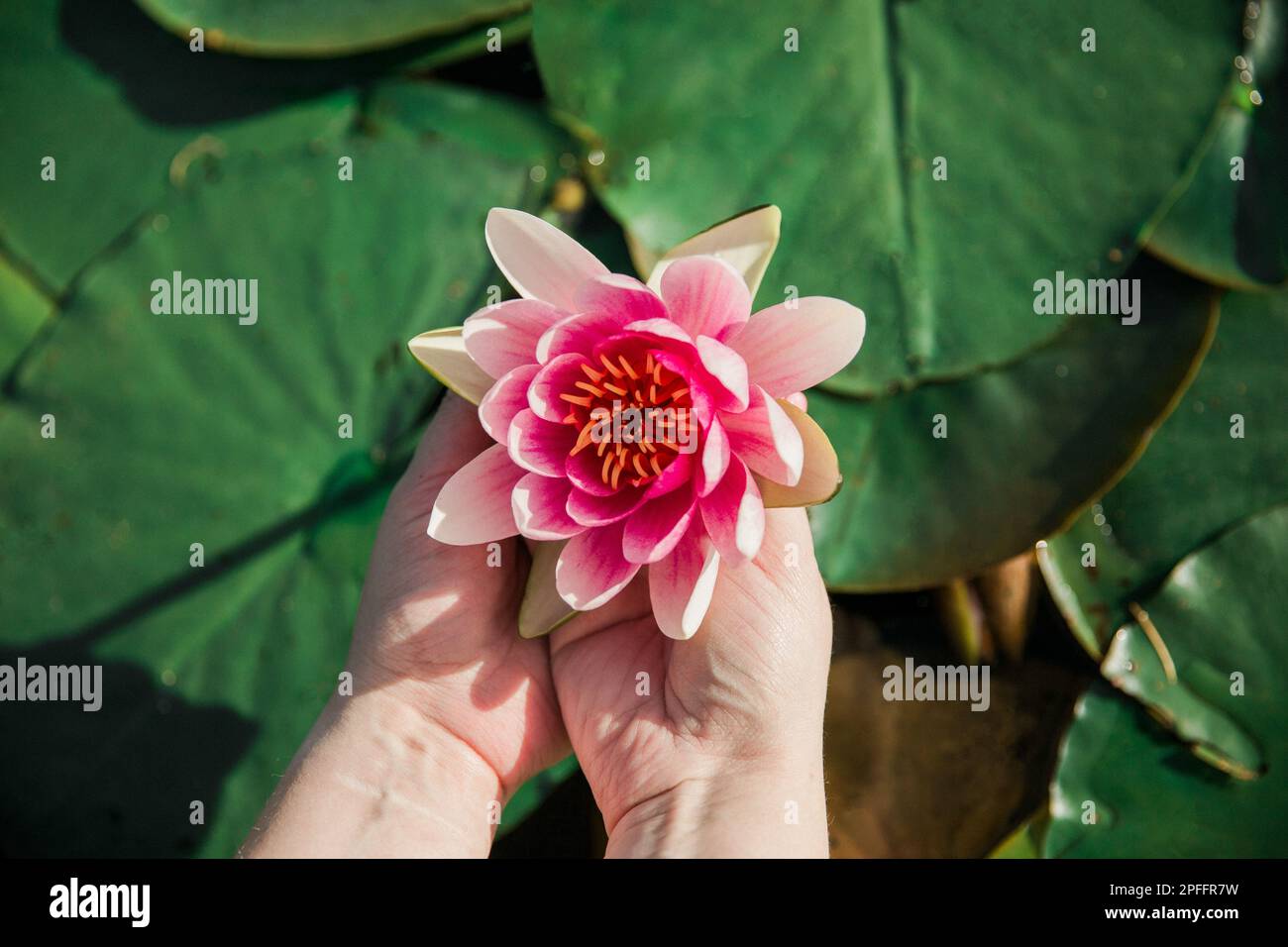 Female hands holding pink lotus blossom Stock Photo - Alamy