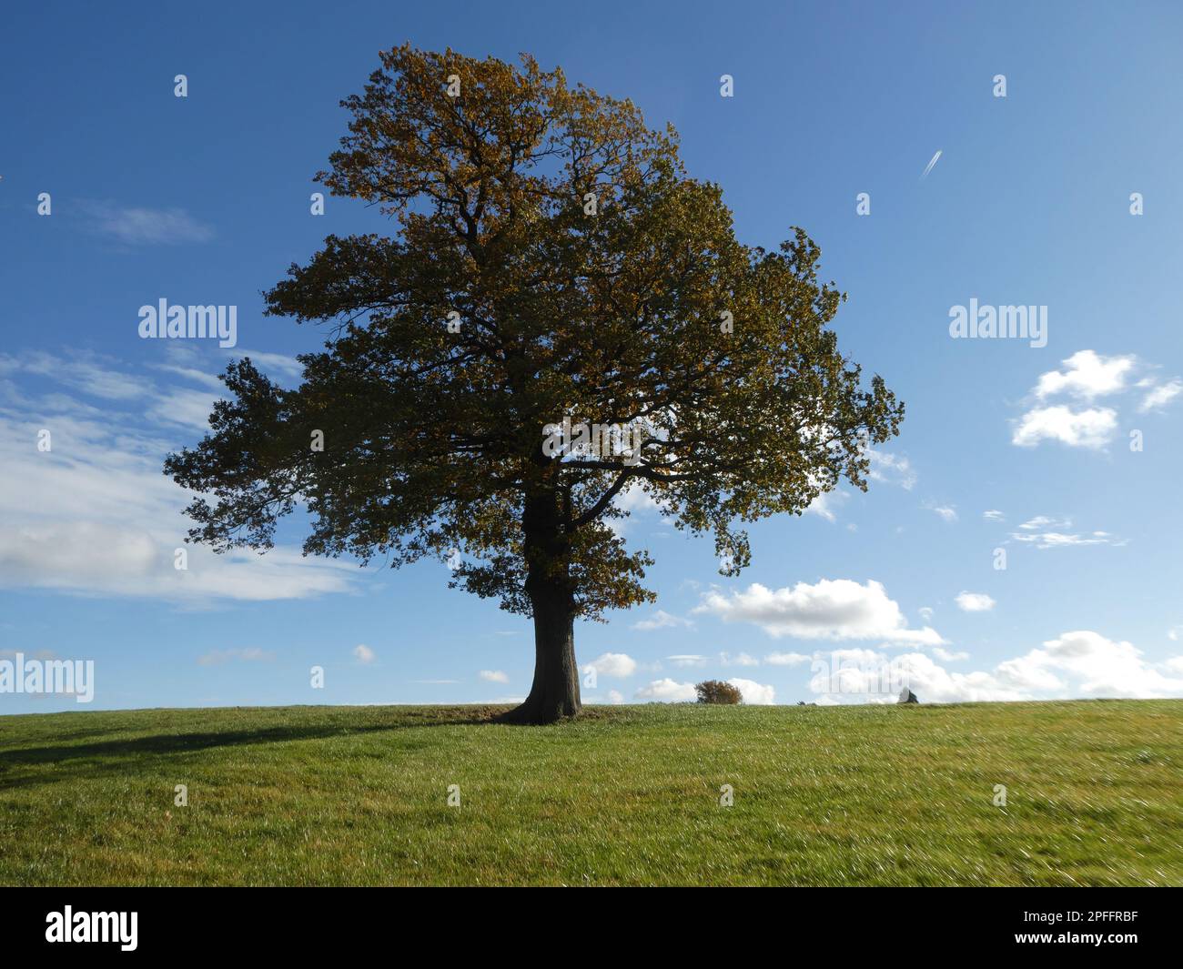 Tree shadow on meadow hi-res stock photography and images - Alamy