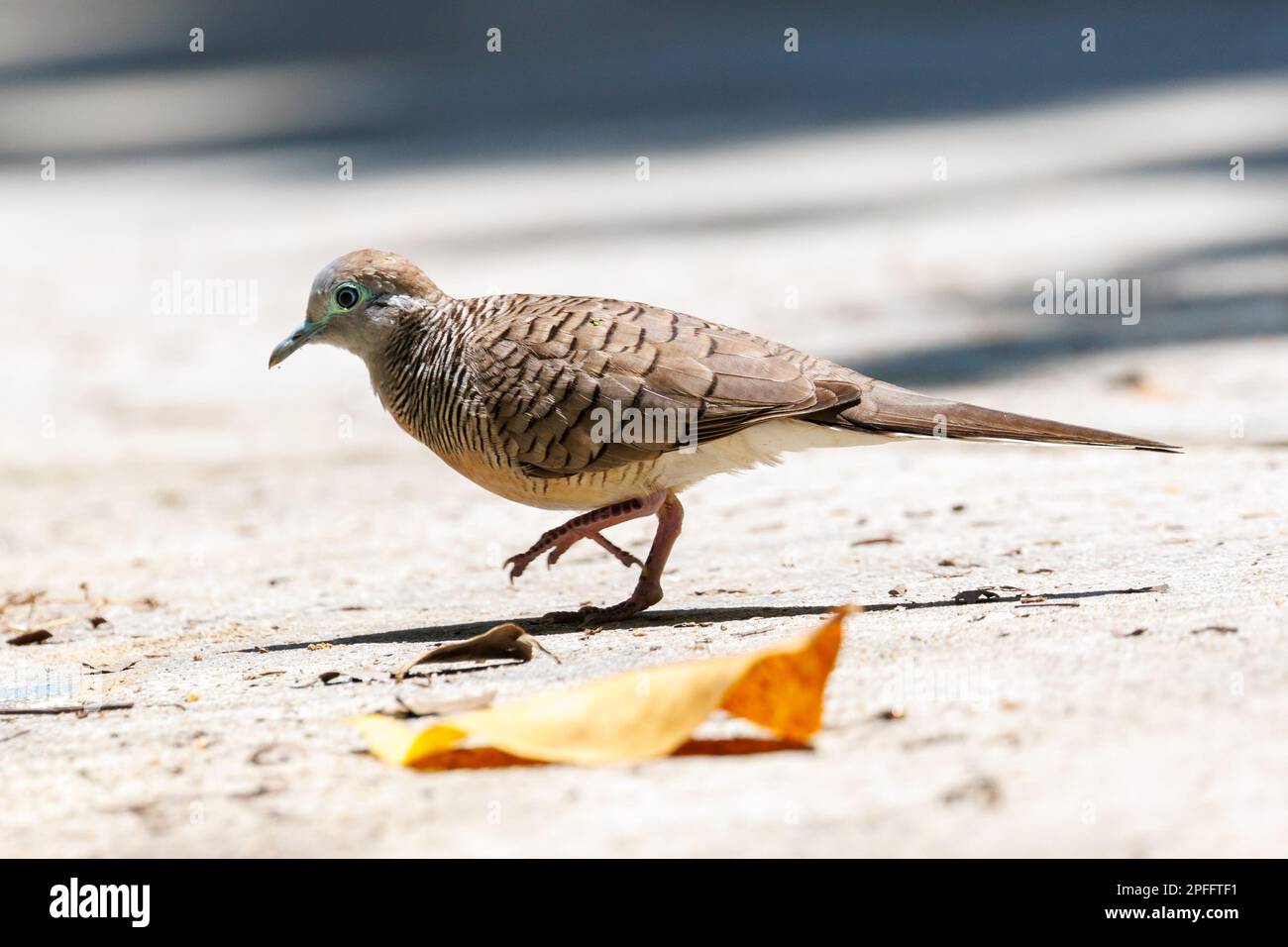 Zebra Dove (Geopelia striata) Singapore Stock Photo - Alamy