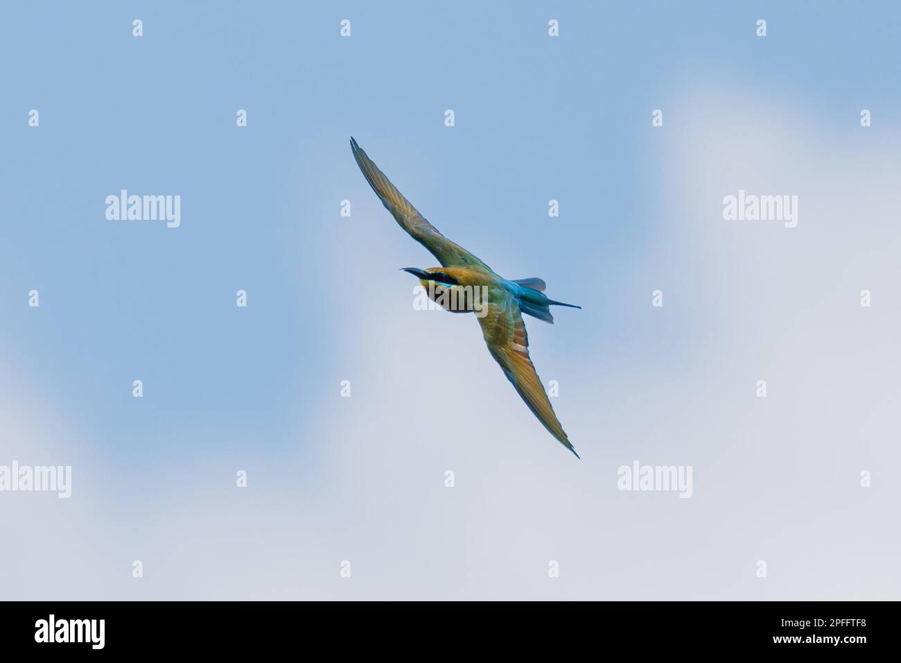 Blue-tailed Bee-eater (Merops philippinus) flying, Singapore Stock ...