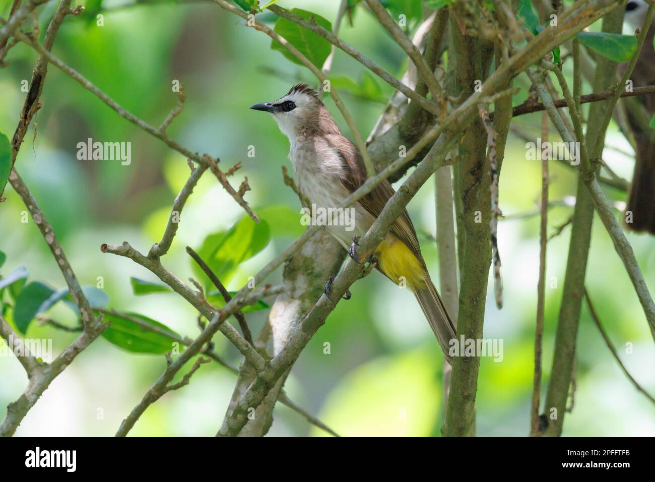 Yellow-vented Bulbul (Pycnonotus goiavier) Singapore Stock Photo - Alamy