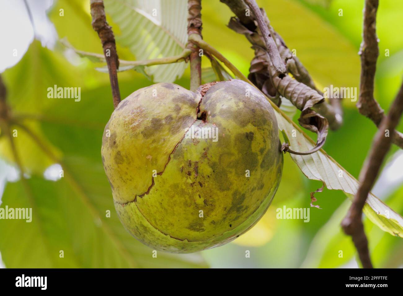 Fruit of the Dillenia indica or elephant apple, Singapore Stock Photo ...