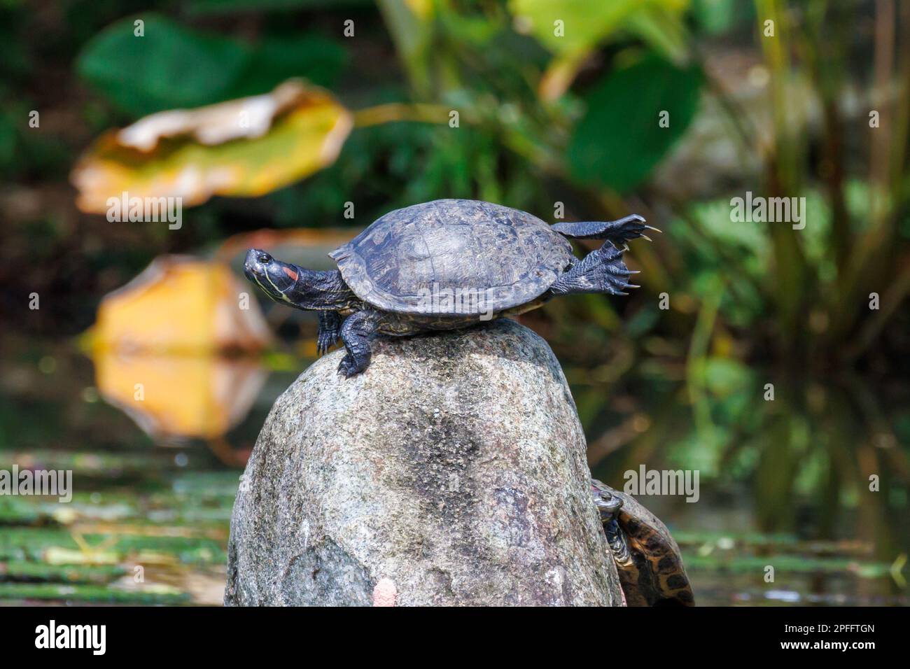 Red-eared slider turtle (Trachemys scripta elegans) resting on a rock ...