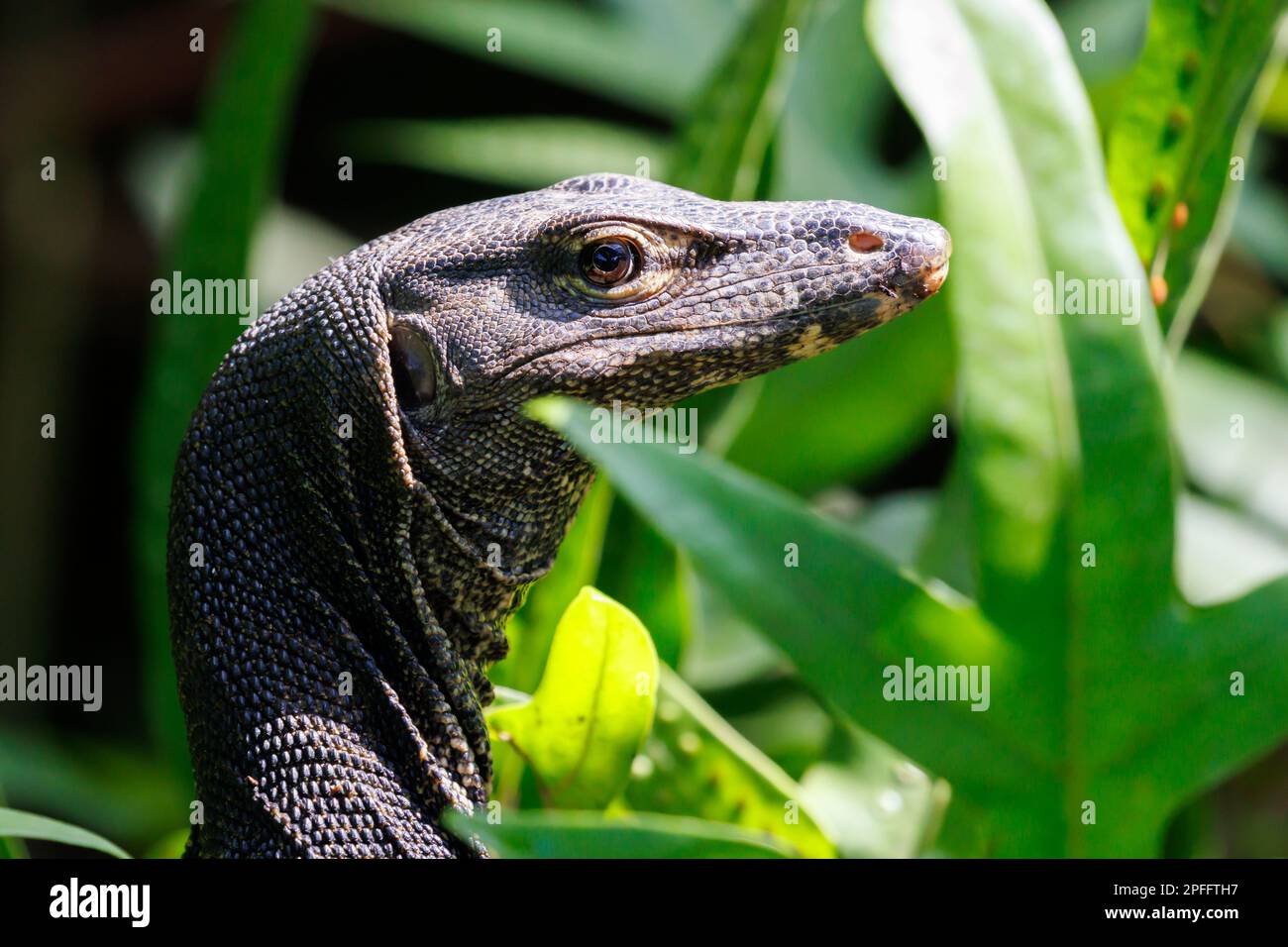 Malayan water monitor (Varanus salvator) head detail, Singapore Stock ...