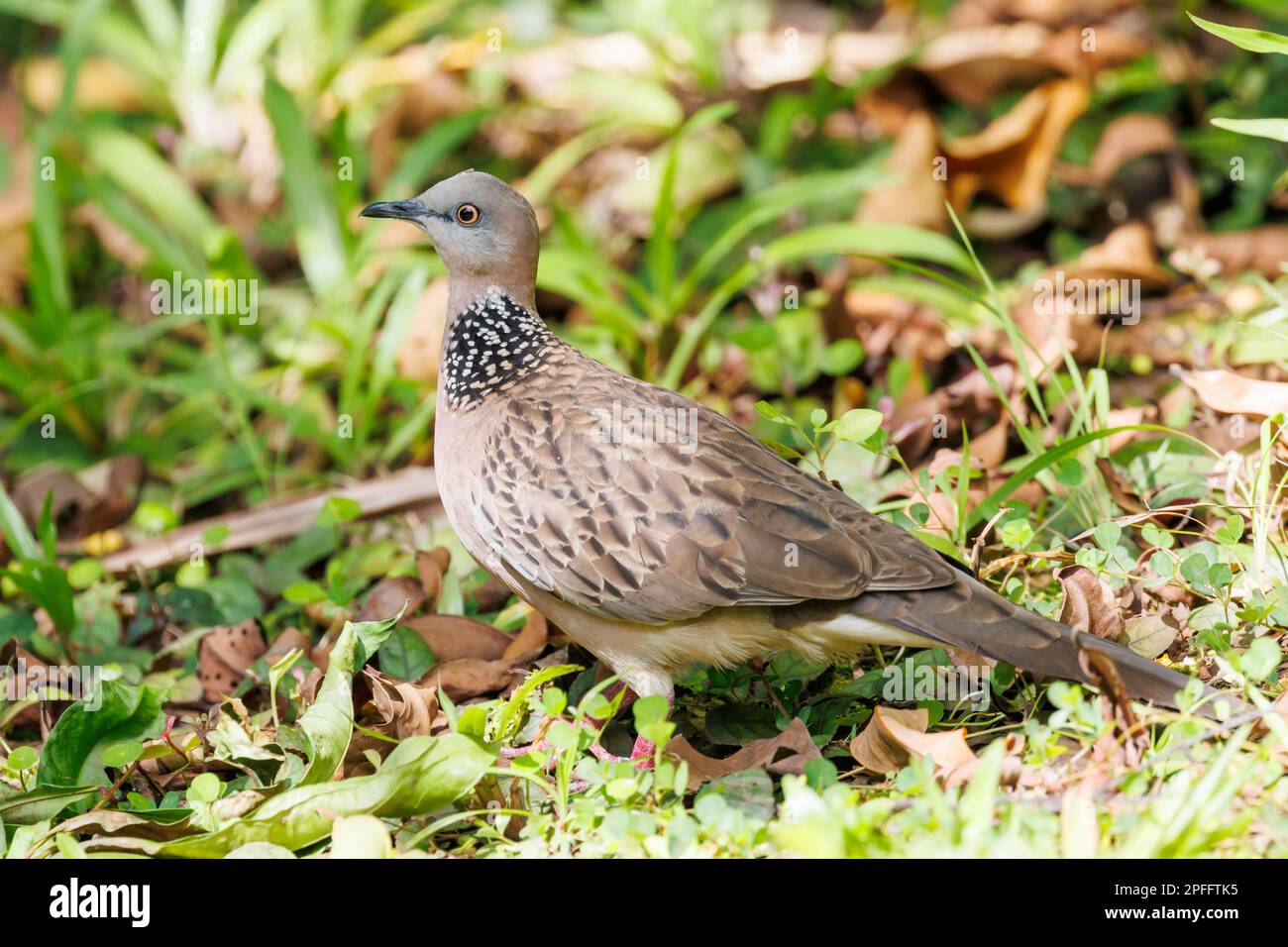 Spotted Dove (Spilopelia chinensis) Singapore Stock Photo - Alamy