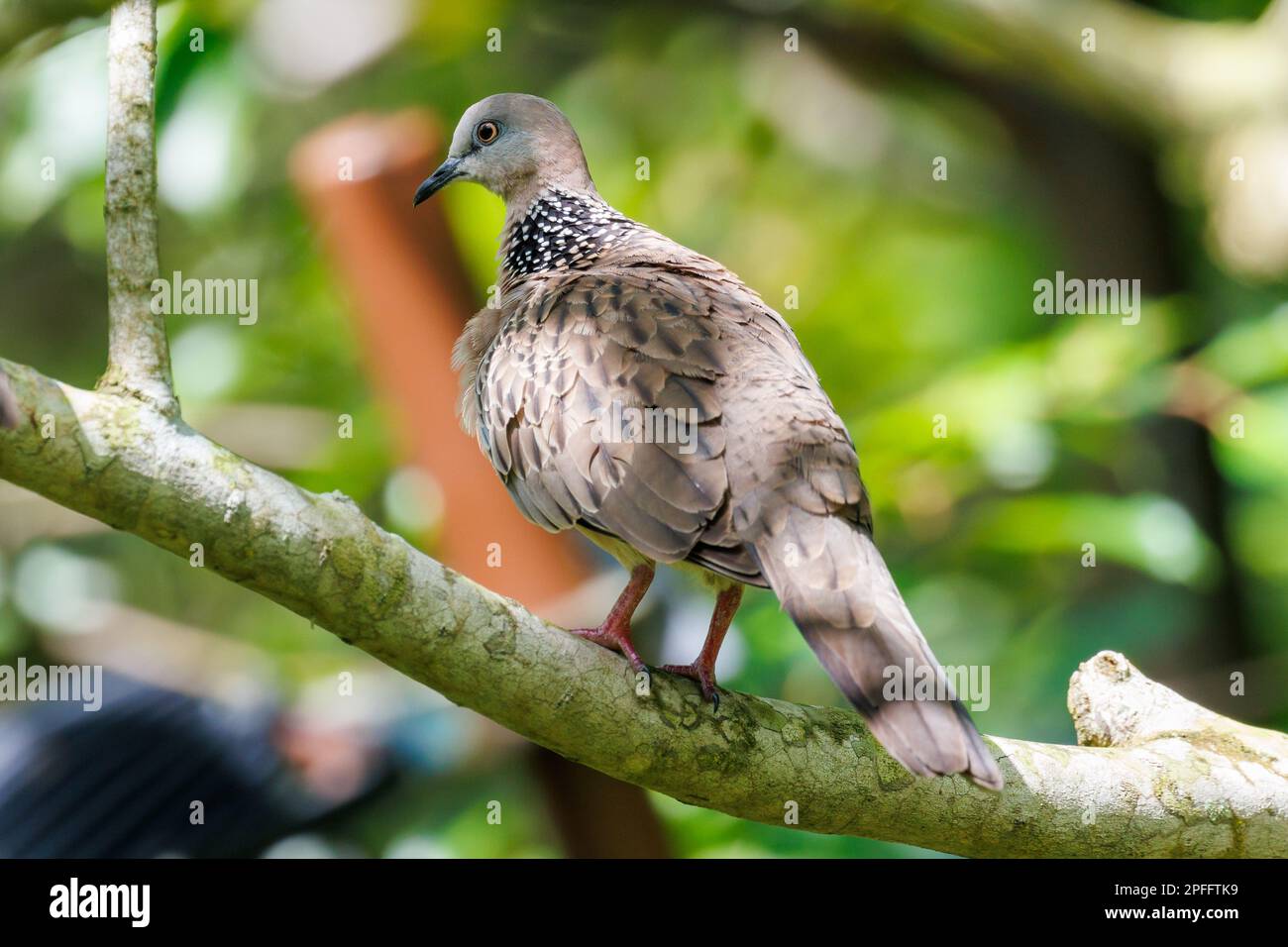 Spotted Dove (Spilopelia chinensis) Singapore Stock Photo - Alamy