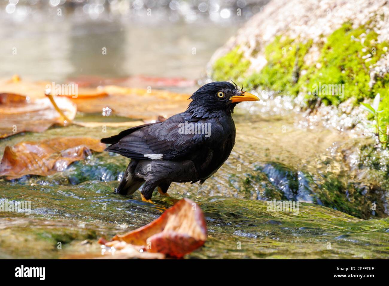 Javan Myna (Acridotheres javanicus) cooling off in a pond, Singapore ...