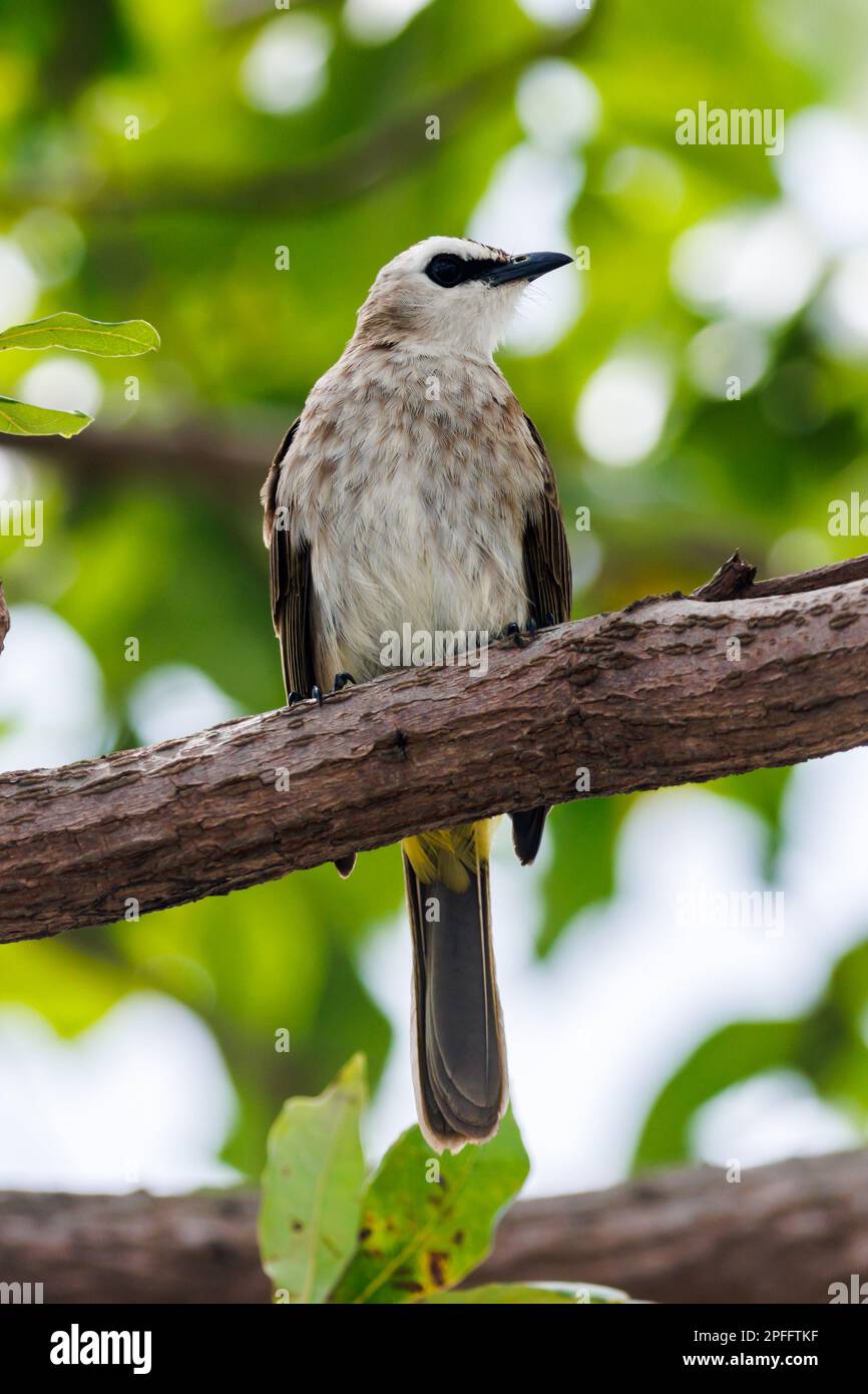 Yellow-vented Bulbul (Pycnonotus goiavier) Singapore Stock Photo - Alamy