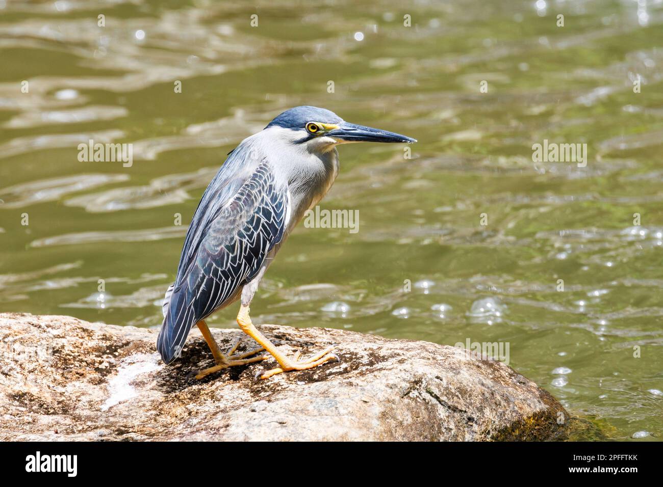 Striated heron (Butorides striata) stands by the side of a pond in ...