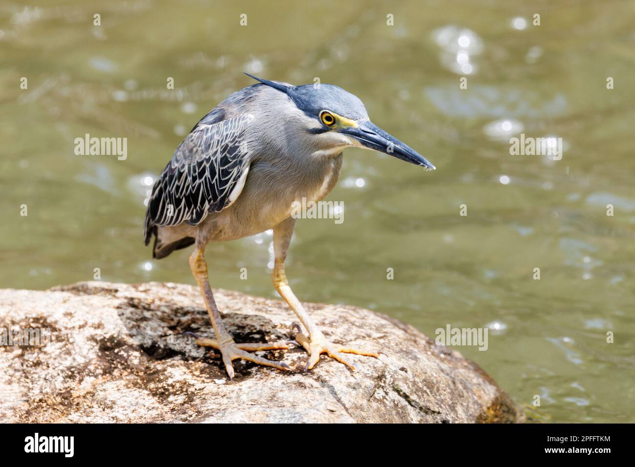 Striated heron (Butorides striata) stands by the side of a pond in ...