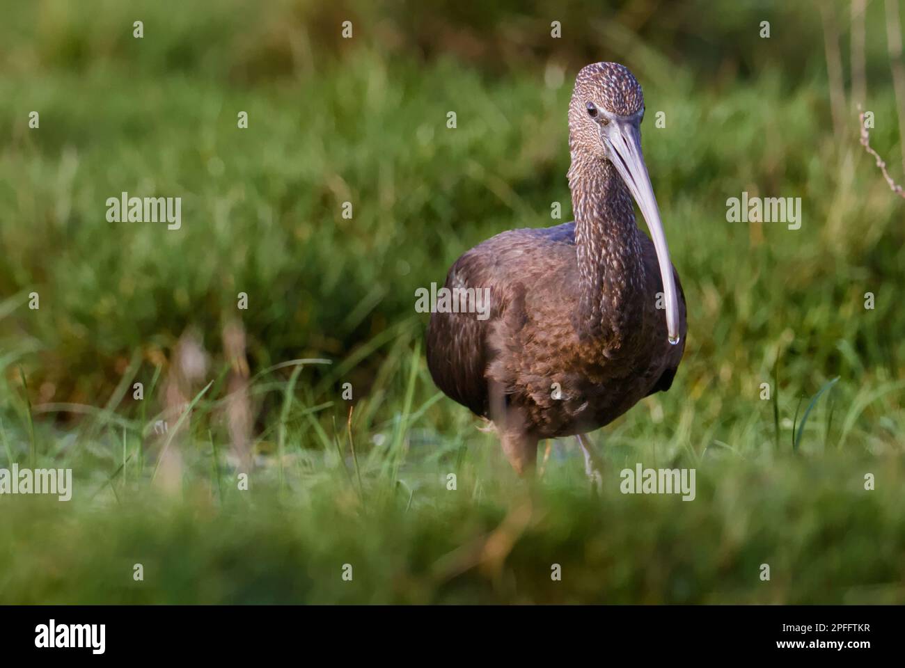 Juvenile, Young, Glossy Ibis, Plegadis falcinellus, Front View Walking ...
