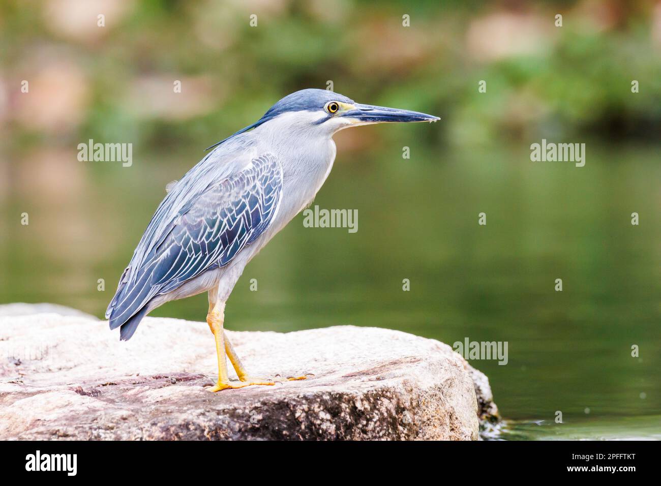 Striated heron (Butorides striata) stands by the side of a pond in ...