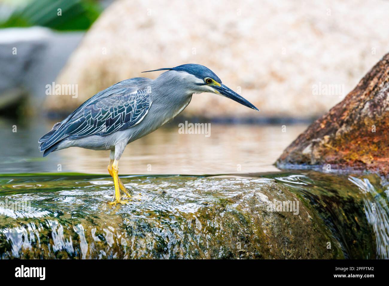 Striated heron (Butorides striata) stands by the side of a pond in ...