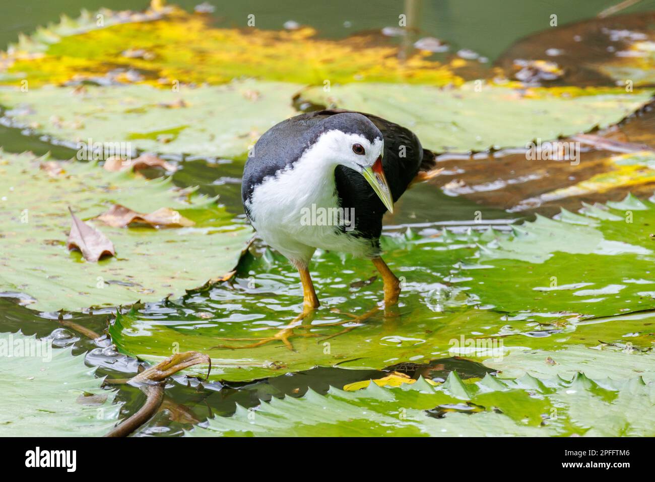 White-Breasted Waterhen (Amaurornis phoenicurus) standing on Lily pads ...