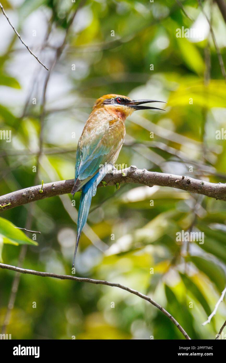 Blue-tailed Bee-eater (Merops philippinus) Singapore Stock Photo - Alamy