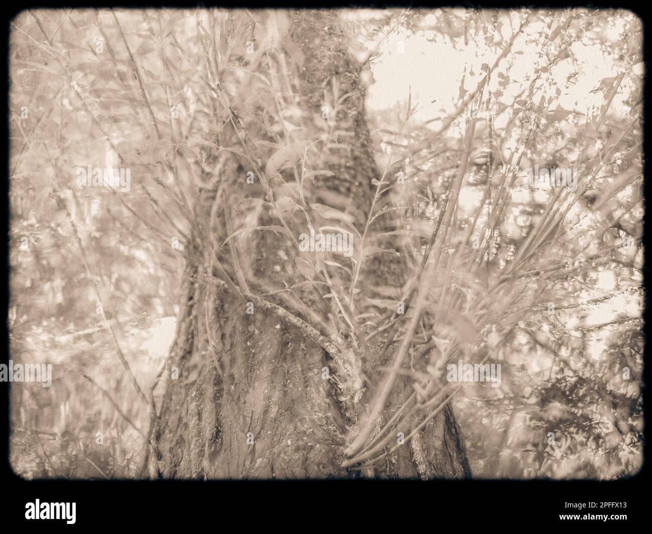 Tree River Bank, River Thames, Sonning, Reading, Berkshire, England, UK ...