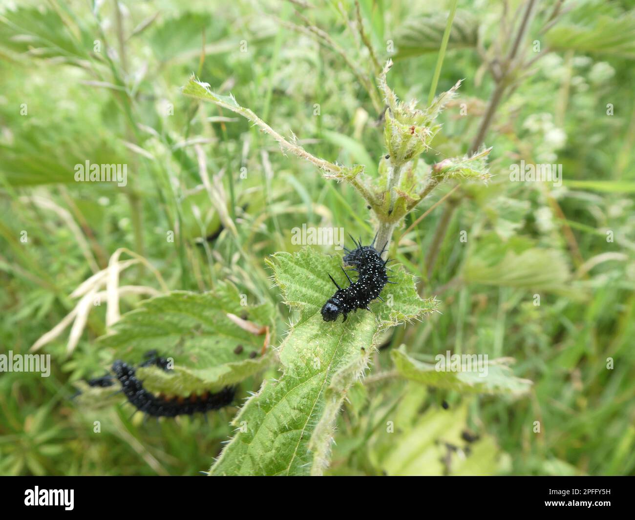 Stinging nettle caterpillar hi-res stock photography and images - Alamy