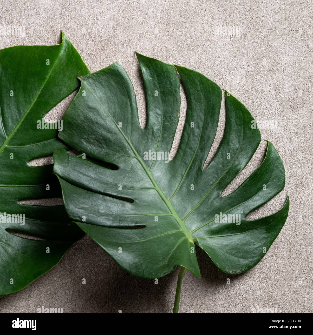 Top view of tropical palm monstera leaves isolated on gray background ...