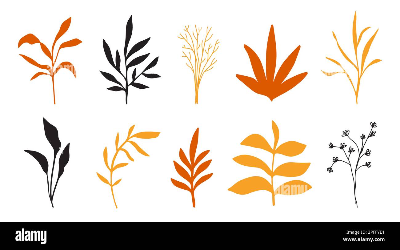 Floral elements set, botanical drawings Stock Vector Image & Art - Alamy