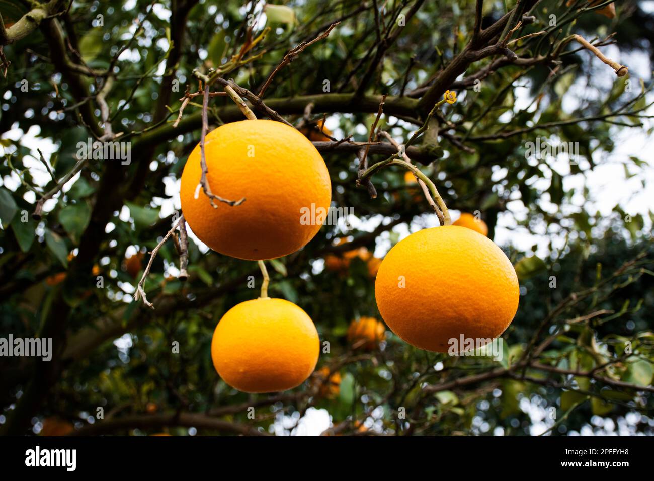 Plantation agriculture of hallabong mandarin oranges fruits plant tree ...