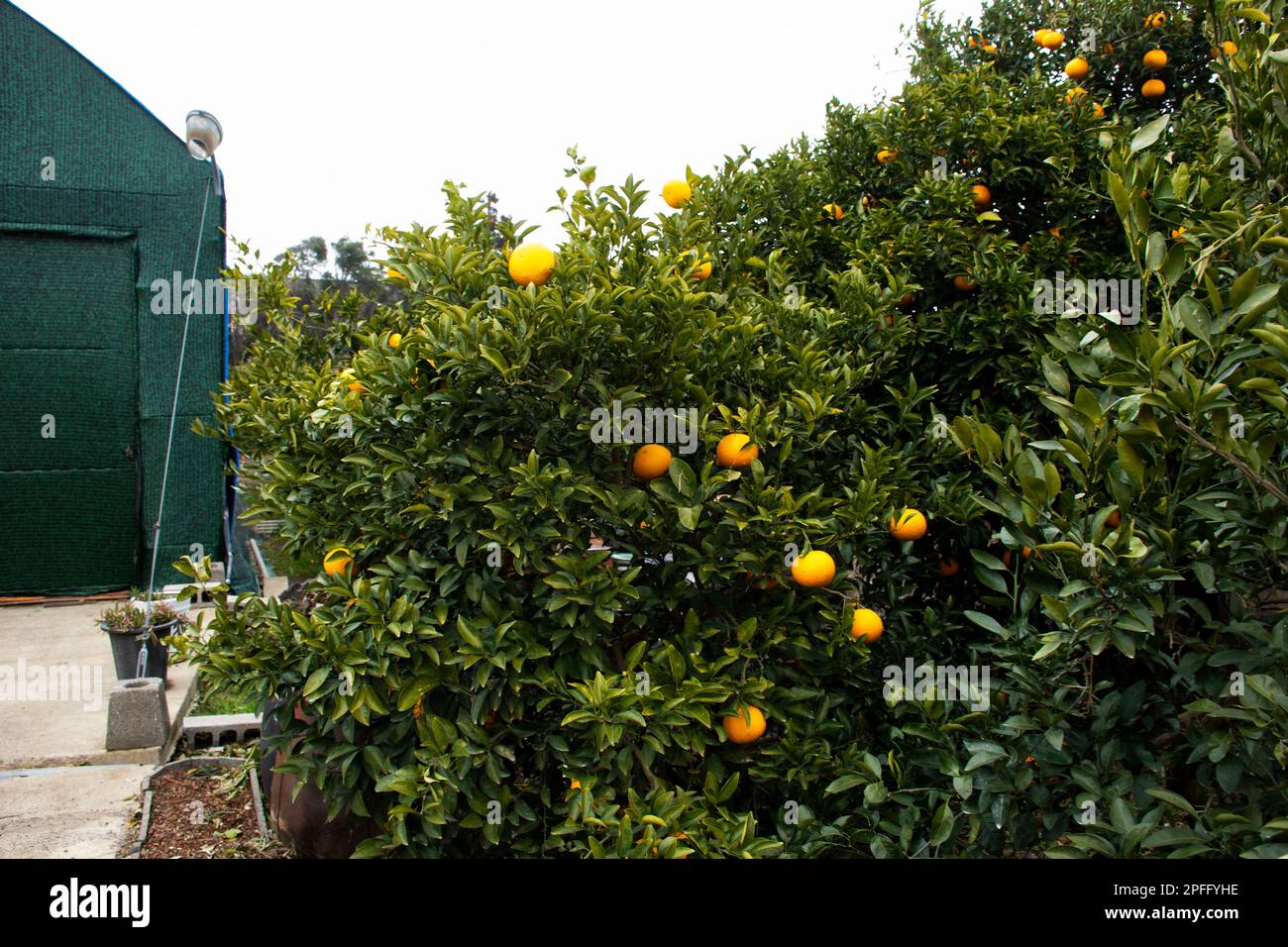 Plantation agriculture of hallabong mandarin oranges fruits plant tree ...