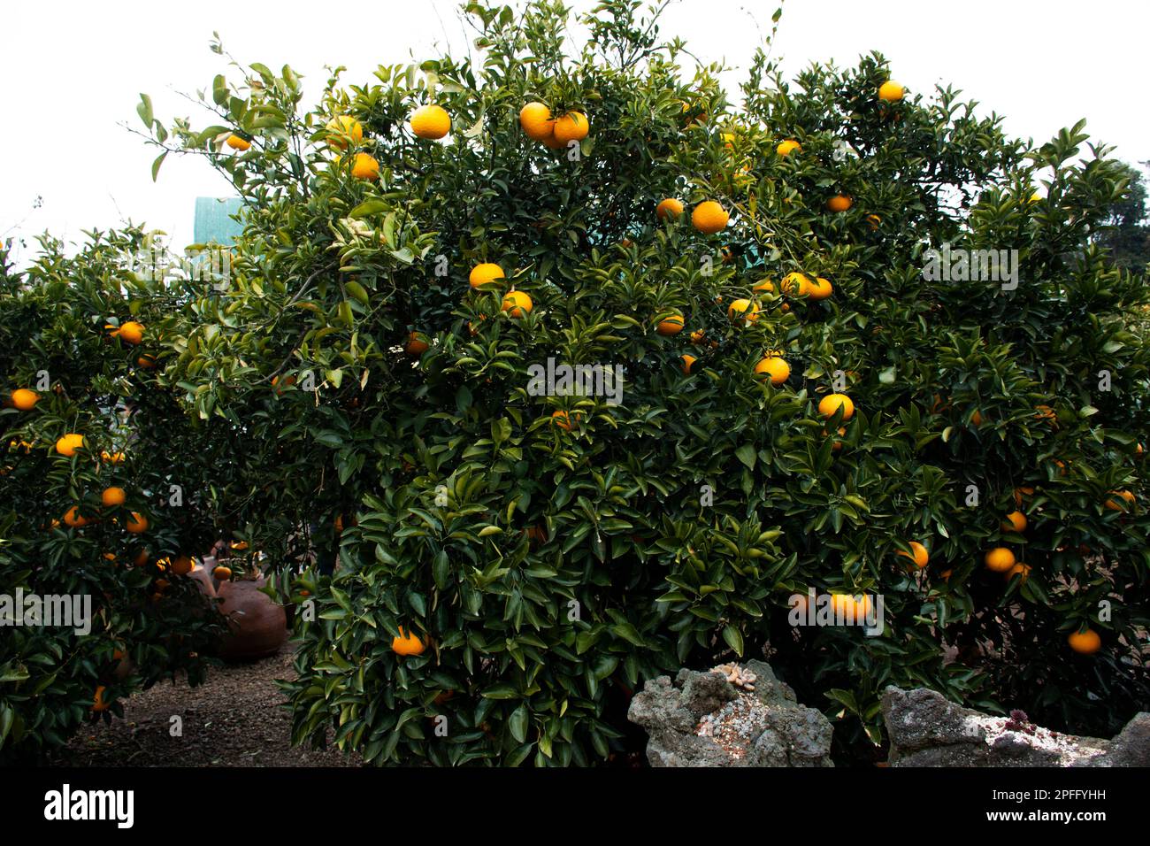 Plantation agriculture of hallabong mandarin oranges fruits plant tree ...