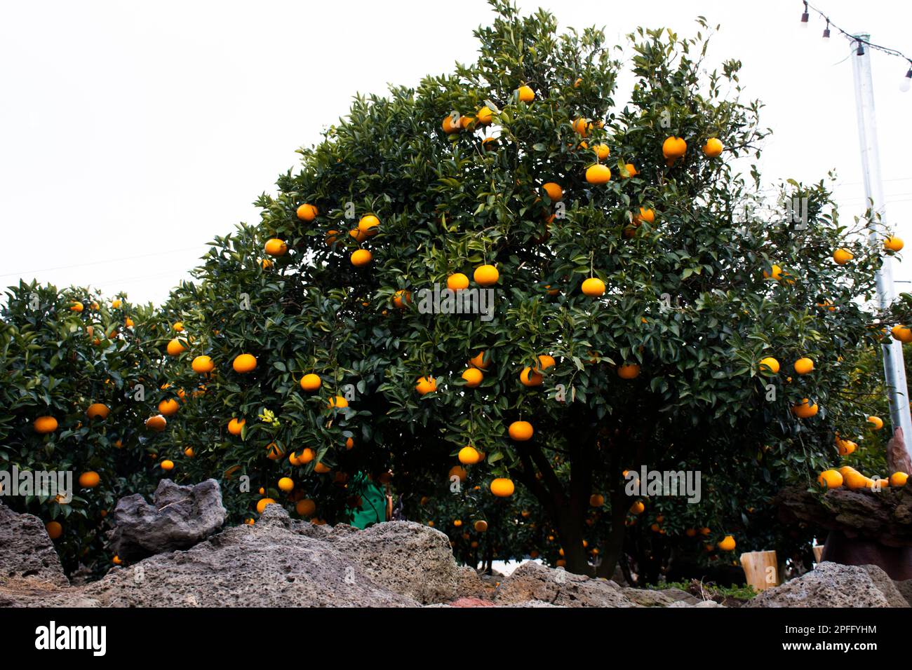 Plantation agriculture of hallabong mandarin oranges fruits plant tree ...