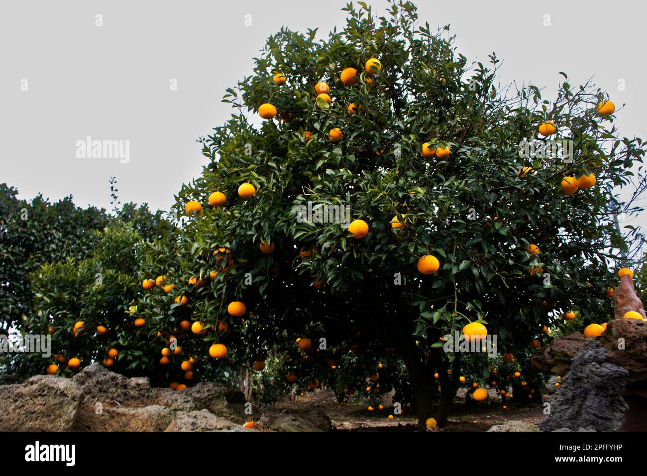 Plantation agriculture of hallabong mandarin oranges fruits plant tree ...