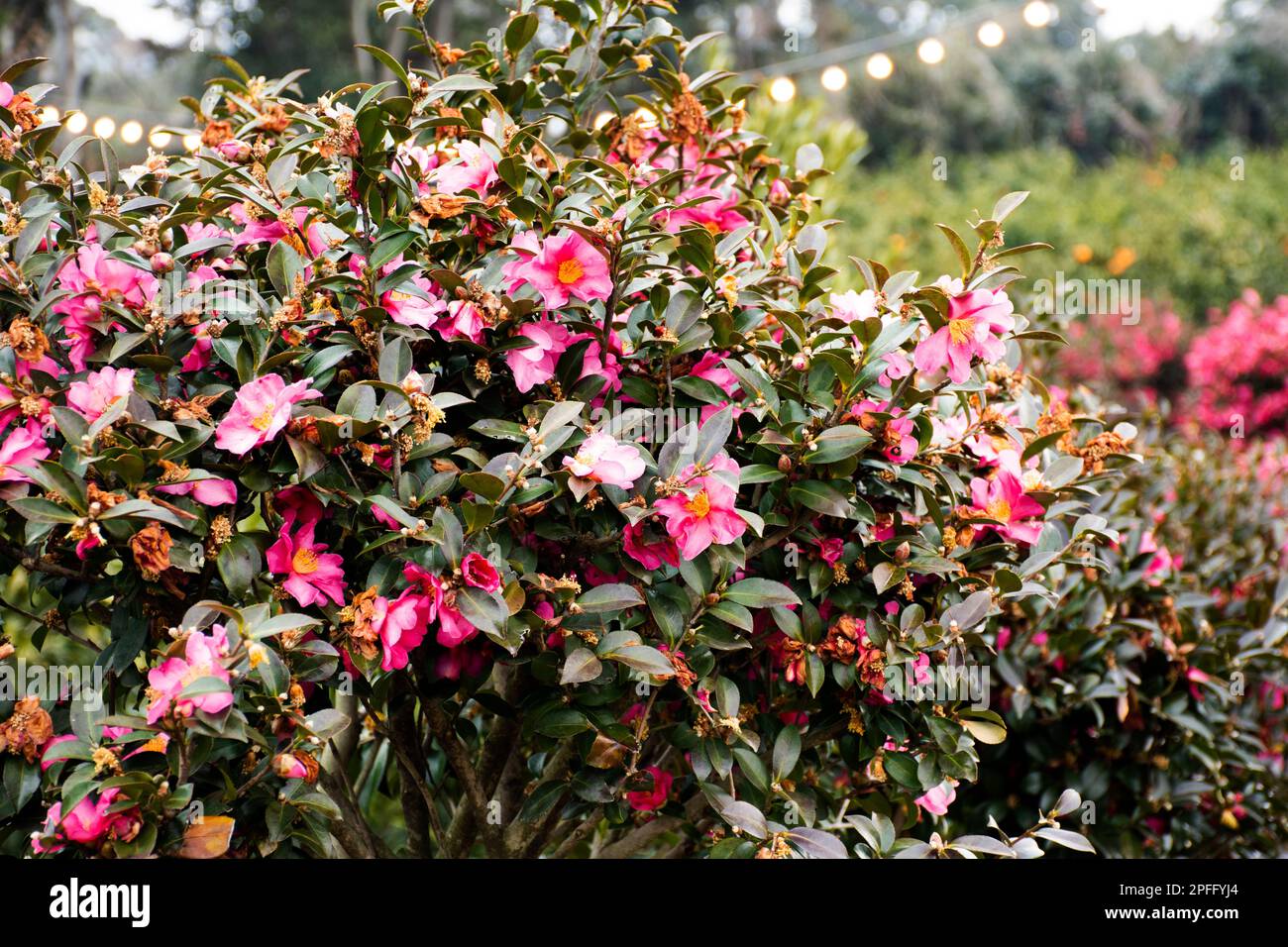 Camellias flowers plant tree in Jeju Camellia Forest landmarks ...