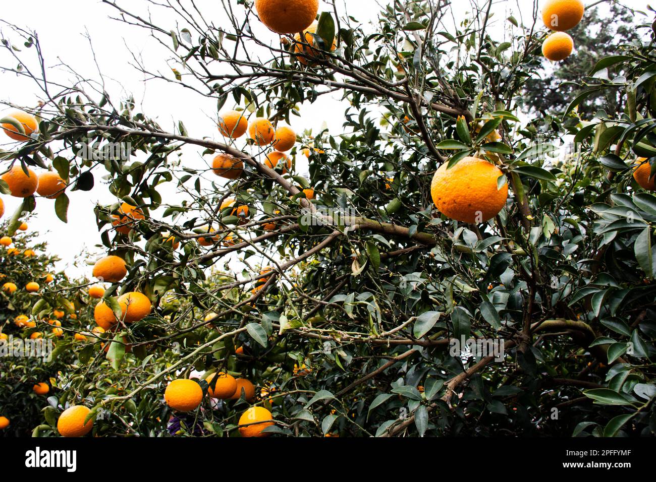 Plantation agriculture of hallabong mandarin oranges fruits plant tree ...
