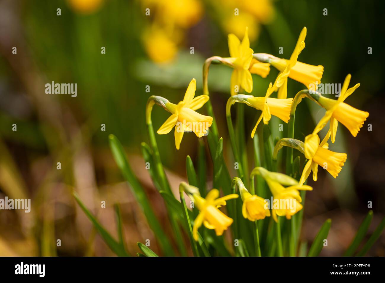 Names Of Yellow Spring Flowers