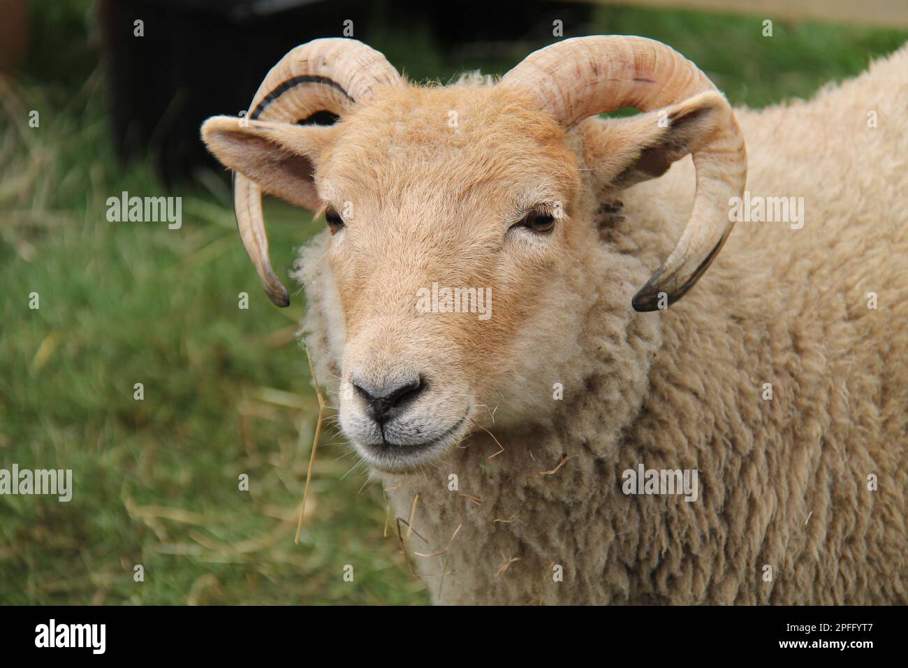 Curled horns hi-res stock photography and images - Alamy