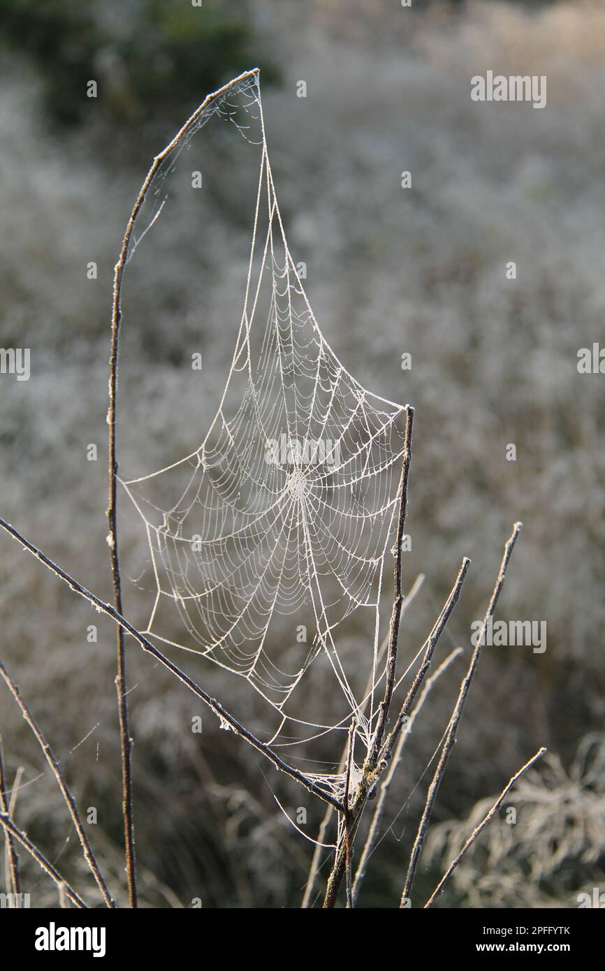 A Beautiful Spider's Cobweb on a Frosty Morning Stock Photo - Alamy