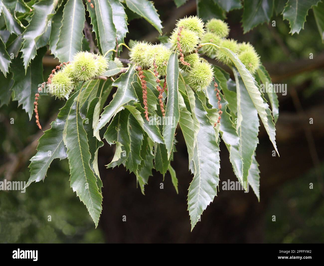 The Edible Fruit on a Chestnut Tree Stock Photo - Alamy