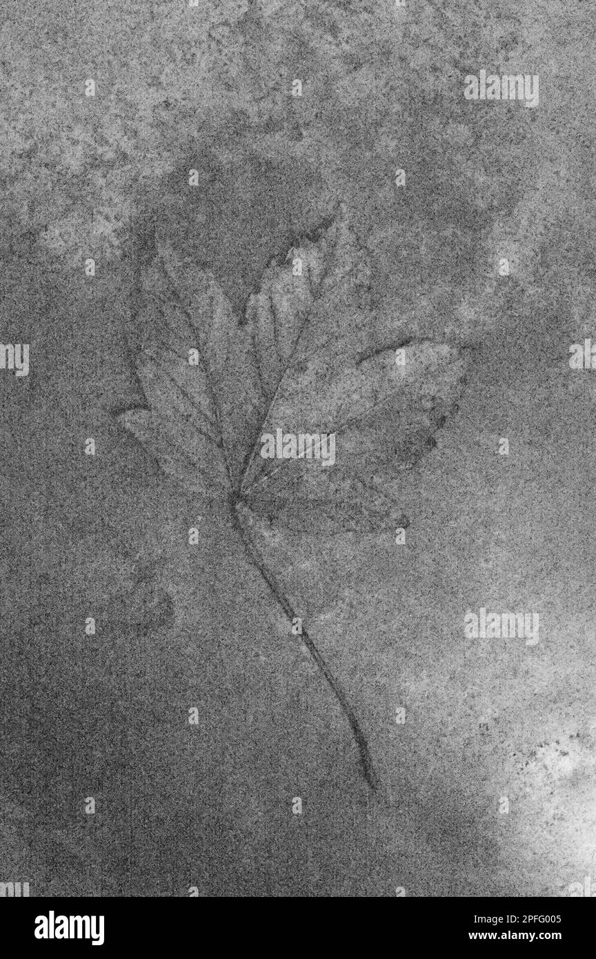 Soft maple leaf Black and White Stock Photos & Images - Alamy