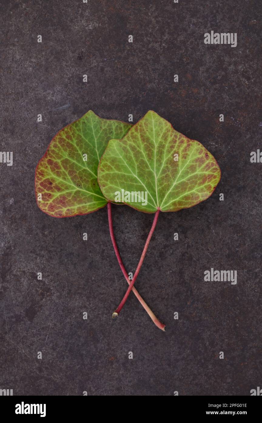 Two green Ivy or Hedera helix leaves with red tinge and stalks lying on ...