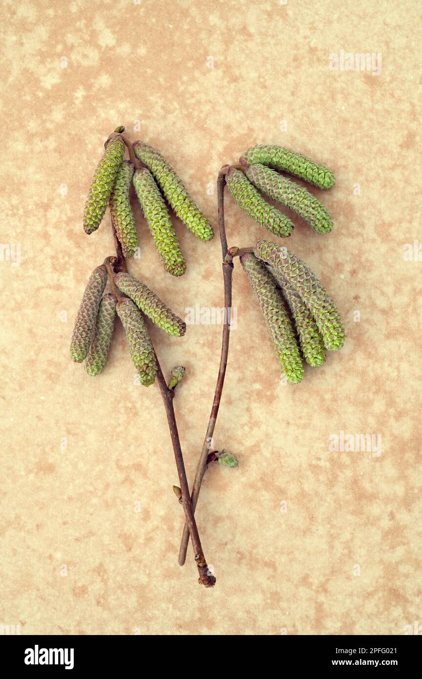 Two stems of Common hazel or Corylus avellana with tight green male ...