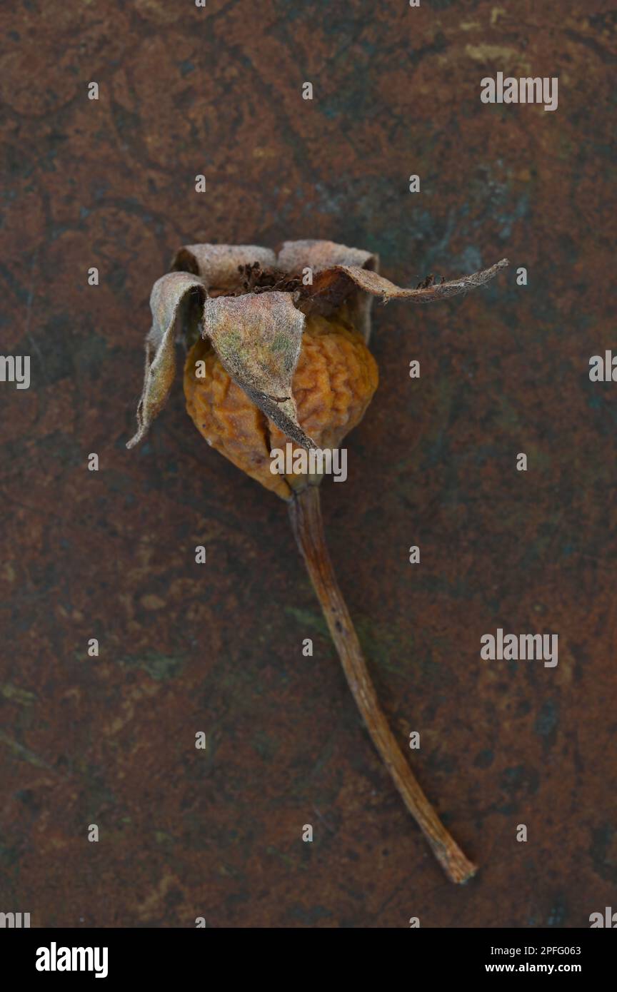 Shrivel shriveled hi-res stock photography and images - Alamy