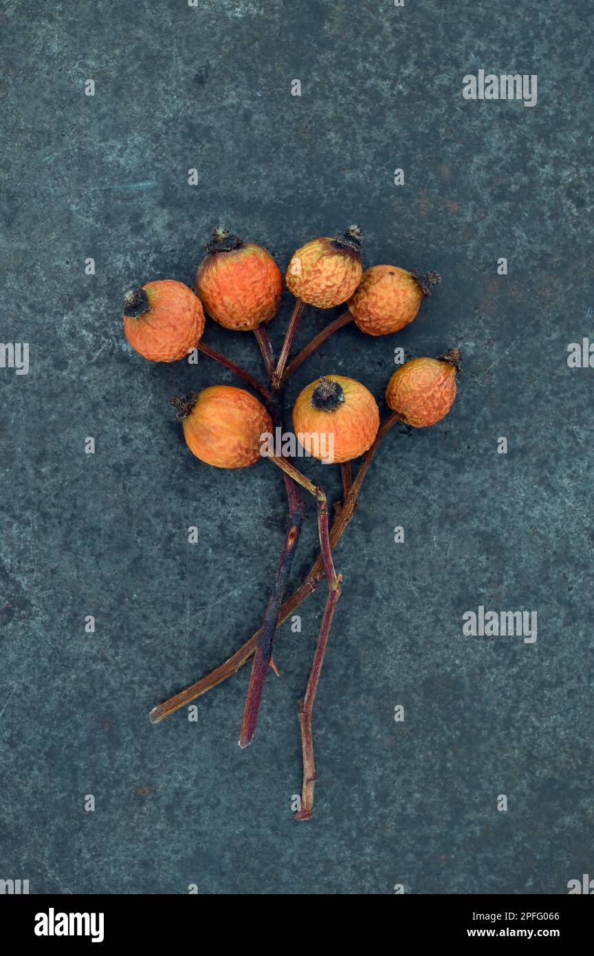 Shrivel shriveled hi-res stock photography and images - Alamy