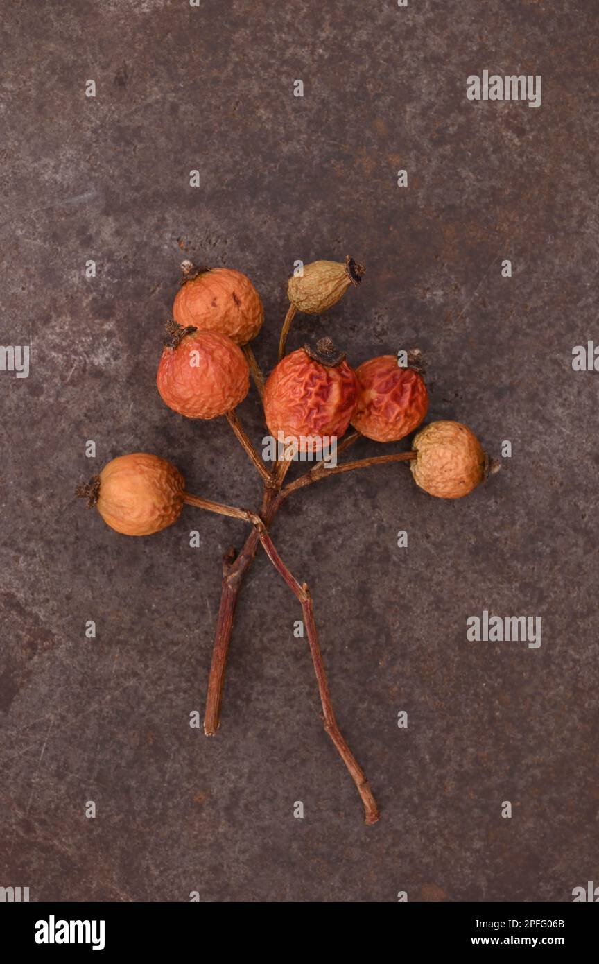 Shrivel shriveled hi-res stock photography and images - Alamy