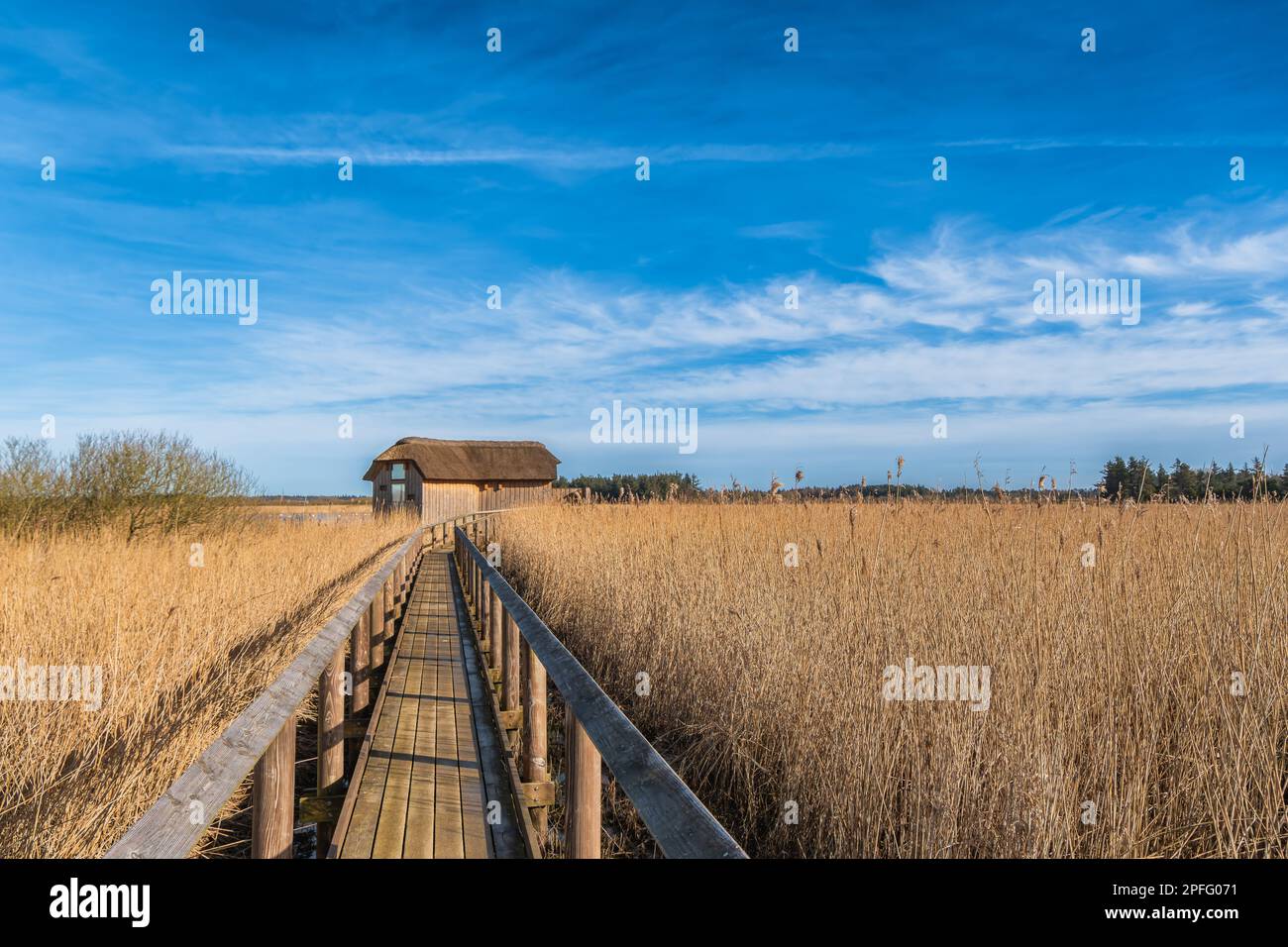 Protected nature wildlife reserve Vejlerne in North West Denmark Stock ...