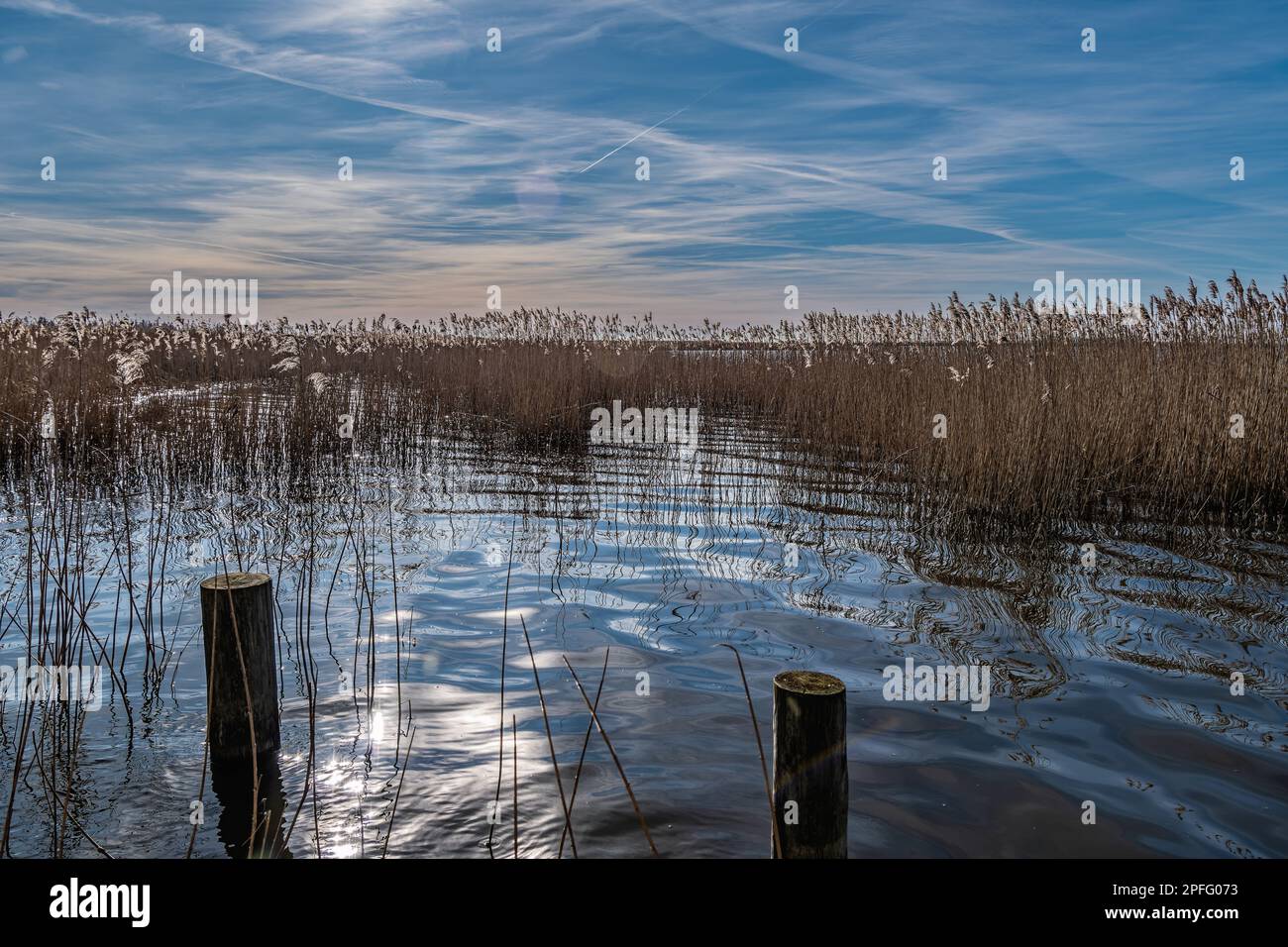 Protected nature wildlife reserve Vejlerne in North West Denmark Stock ...
