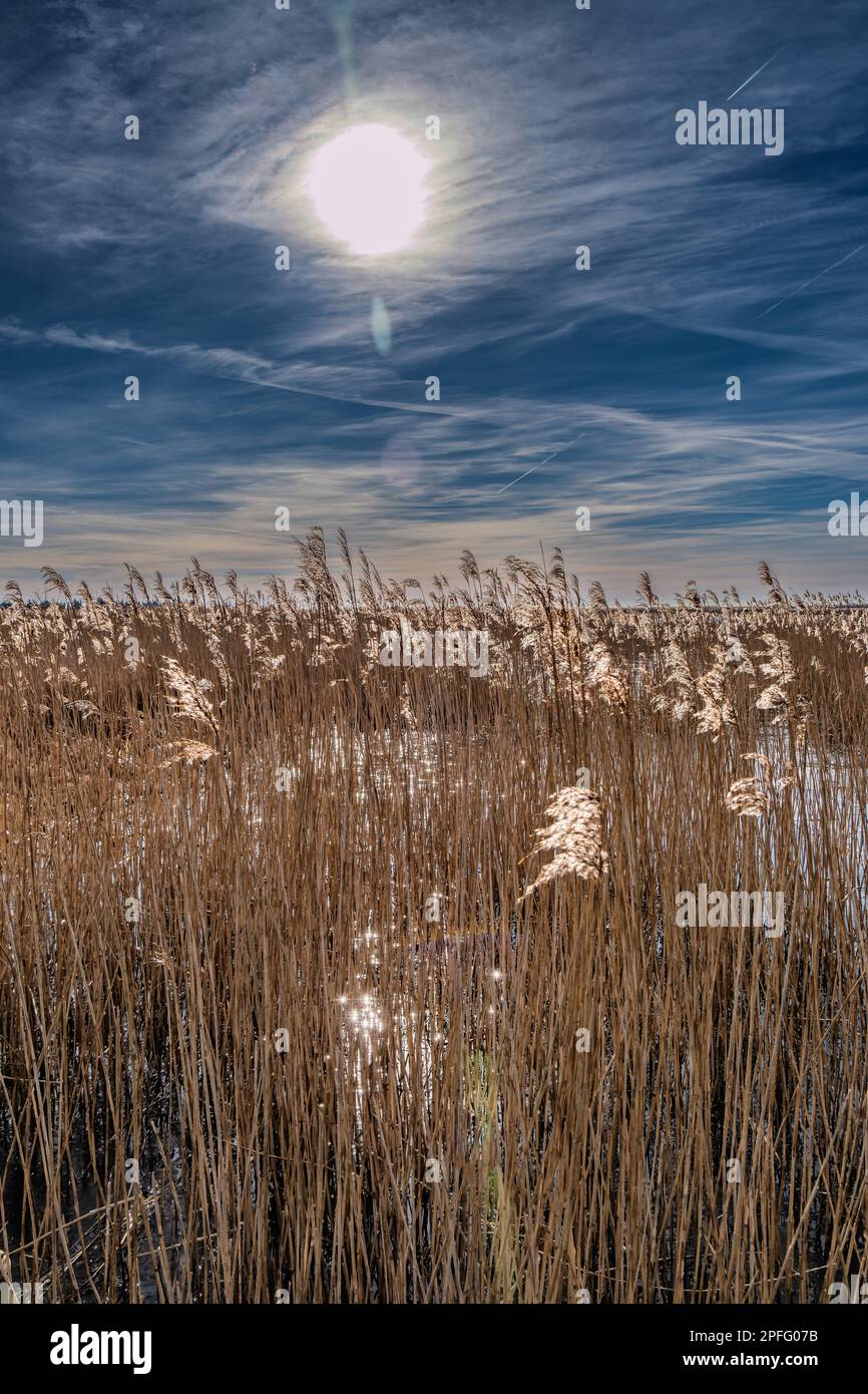 Protected nature wildlife reserve Vejlerne in North West Denmark Stock ...